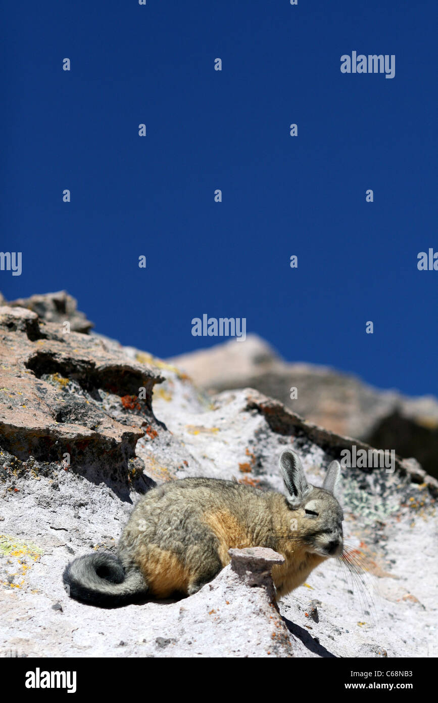 Vizcacha (Lagidium Viscacia) basking in the sun Stock Photo - Alamy