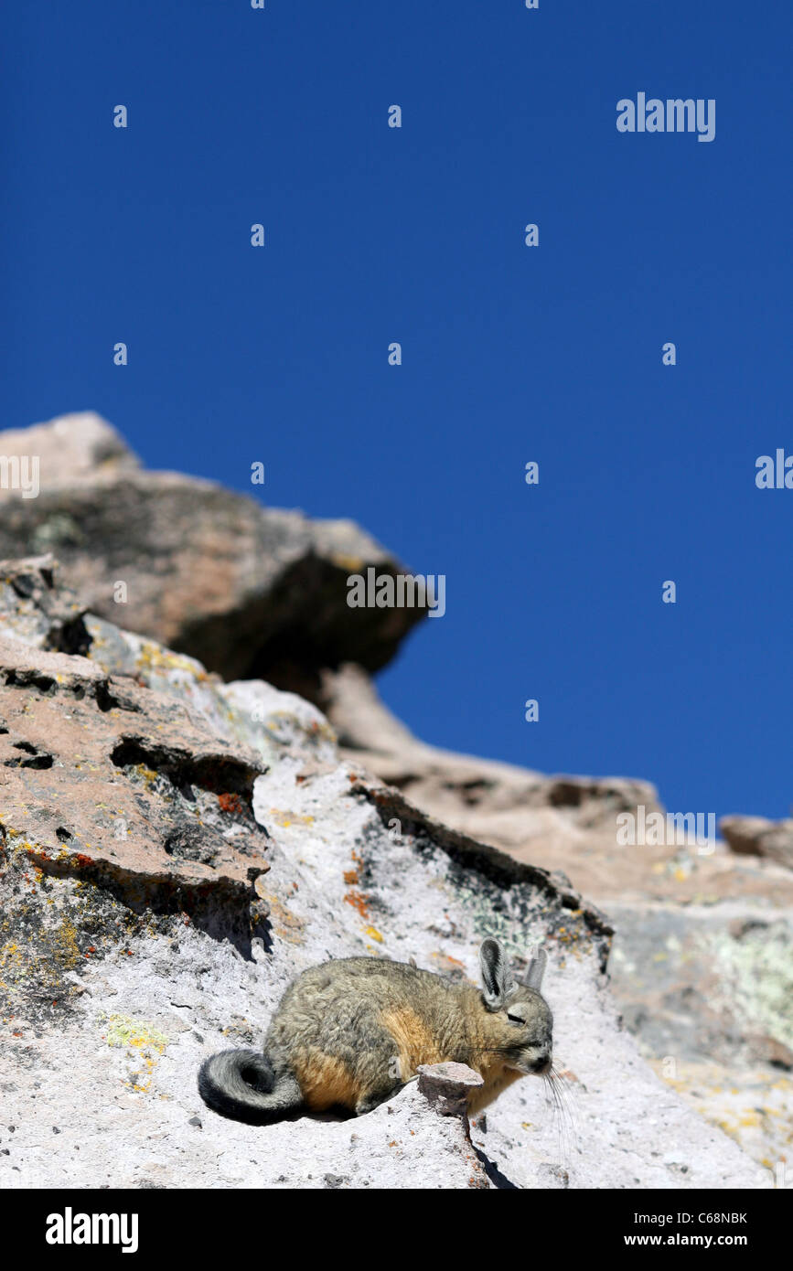Vizcacha (Lagidium Viscacia) basking in the sun Stock Photo - Alamy