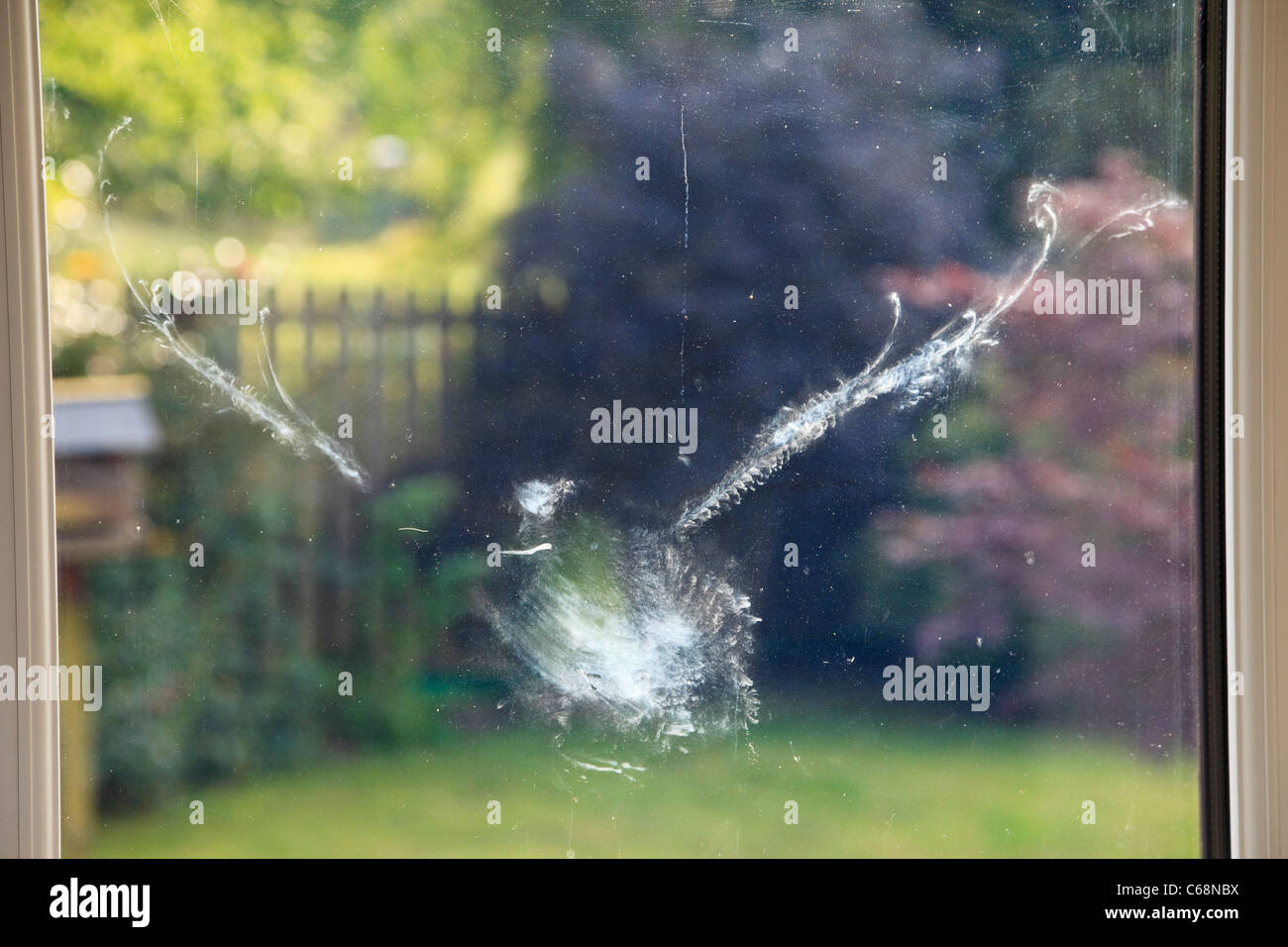 Bird mark in shape of a Wood pigeon Columba palumbus having flown into ...