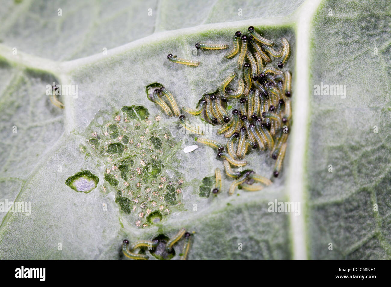 Caterpillars of cabbage white Stock Photo - Alamy