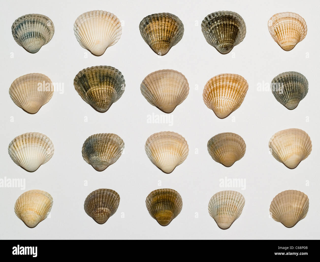 many different coloured mussels Stock Photo - Alamy