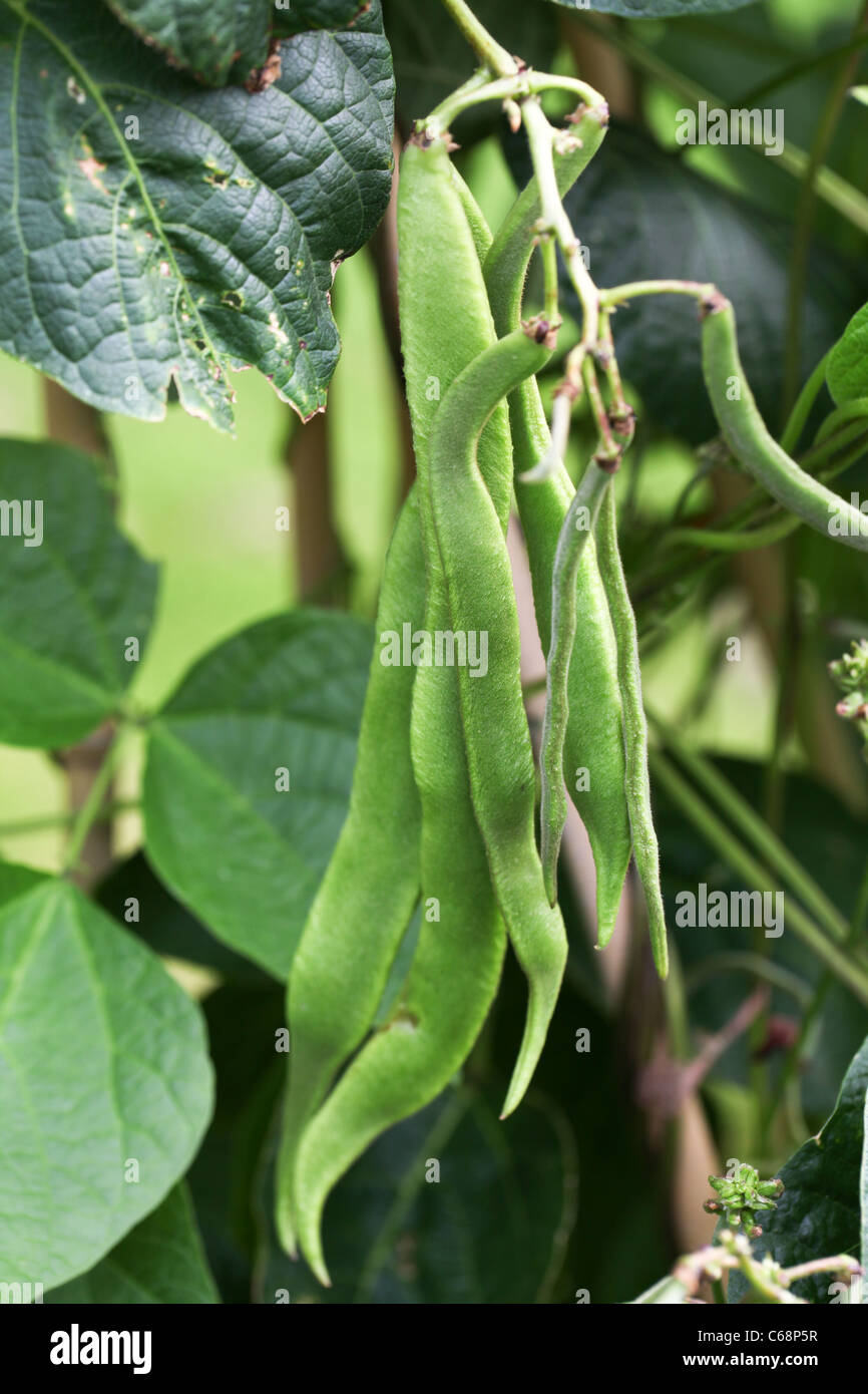 Runner bean Enorma Stock Photo - Alamy