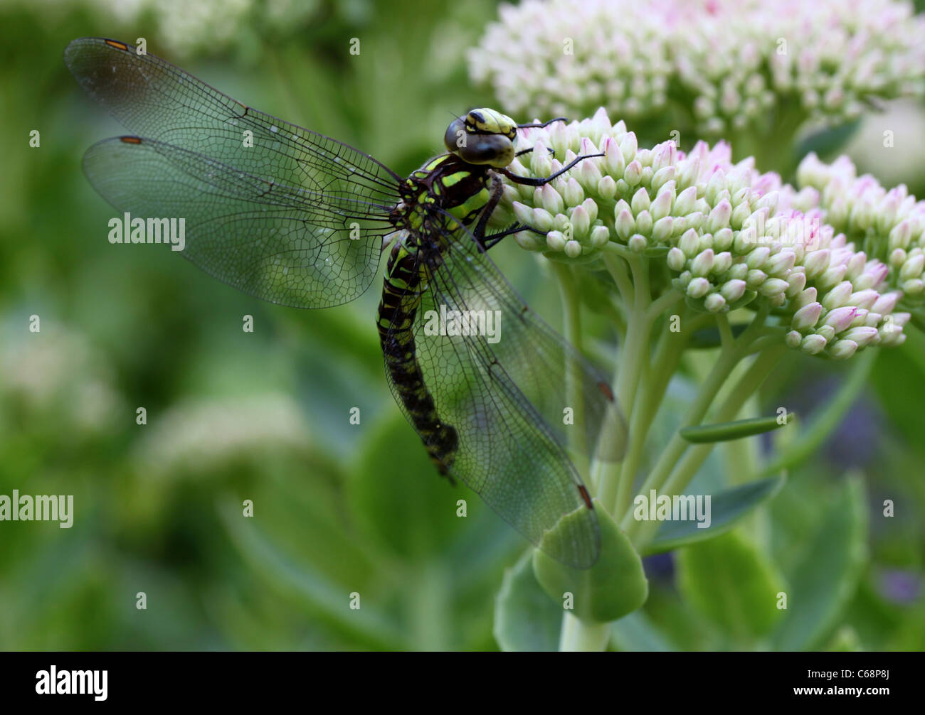 Aeshna Cyanea Southern Hawker female Stock Photo - Alamy