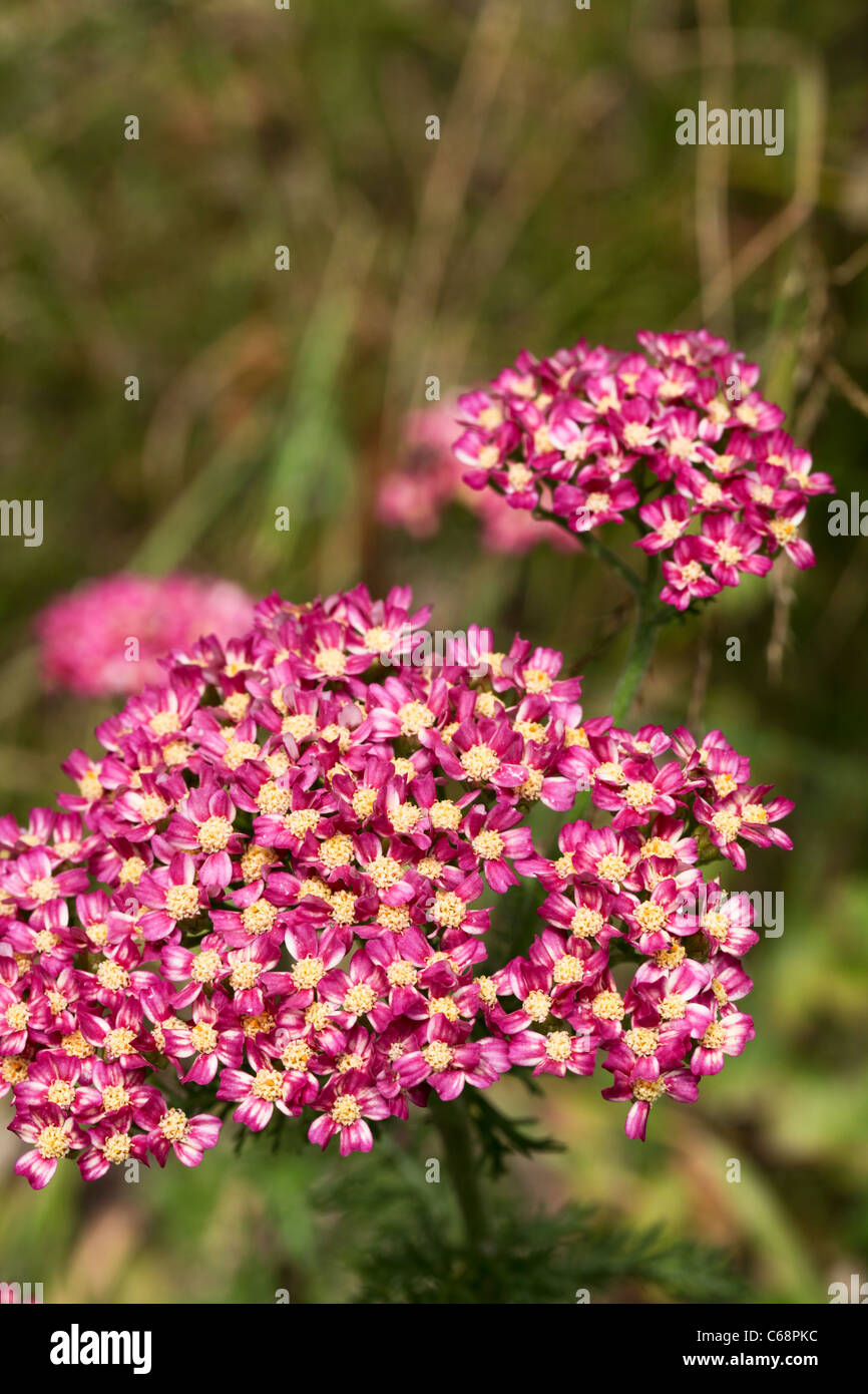 Red yarrow hi-res stock photography and images - Alamy
