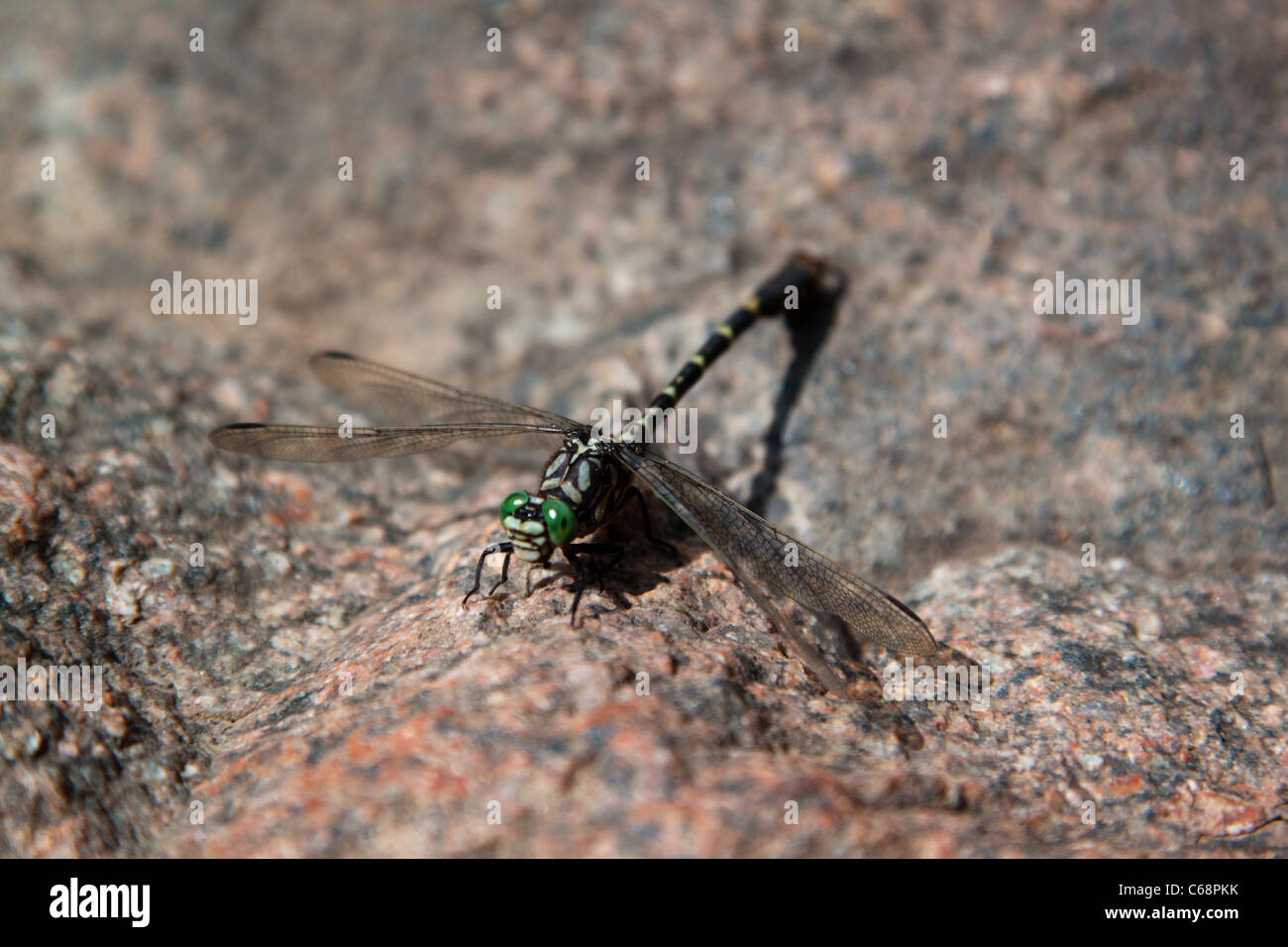 Club-tailed Dragonfly (Gomphus vulgatissimus Stock Photo - Alamy