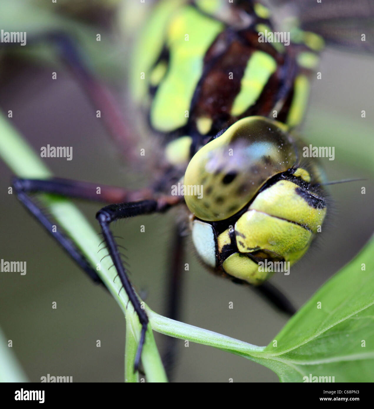 Close up of a Female Southern Hawker Dragonfly Stock Photo - Alamy