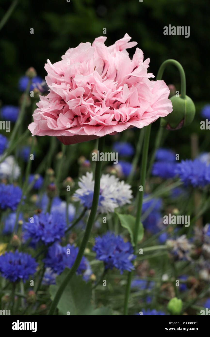 Pink poppy with cornflowers Stock Photo - Alamy