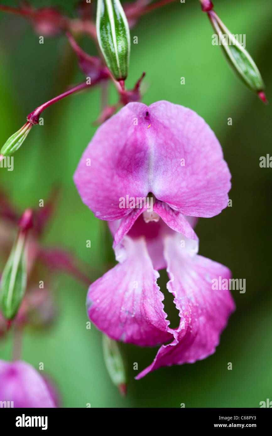 Impatiens glandulifera. An invasive non-native plant Stock Photo - Alamy