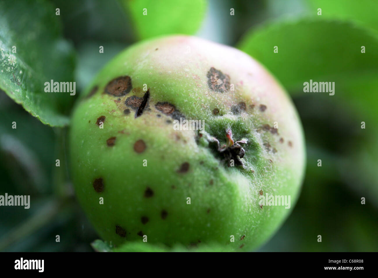 Calcium deficiency hi-res stock photography and images - Alamy