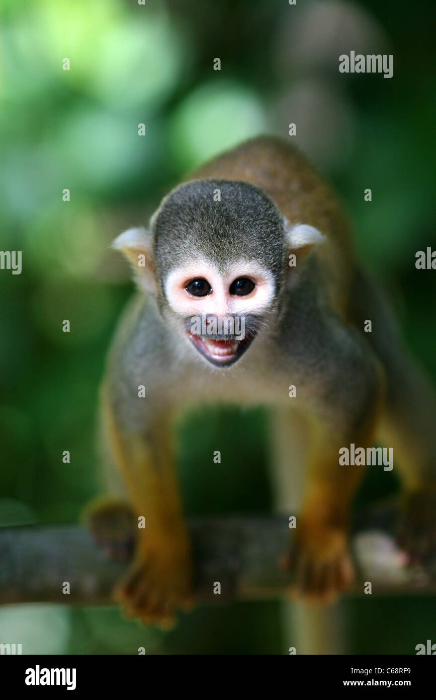 Peruvian squirrel monkeys hi-res stock photography and images - Alamy