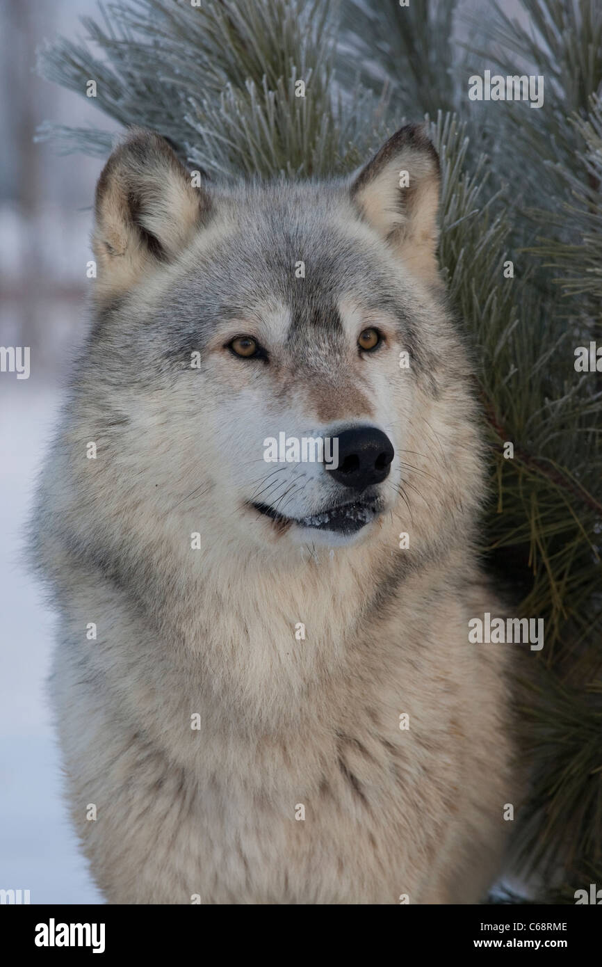 Gray Wolf Winter Portrait Stock Photo - Alamy