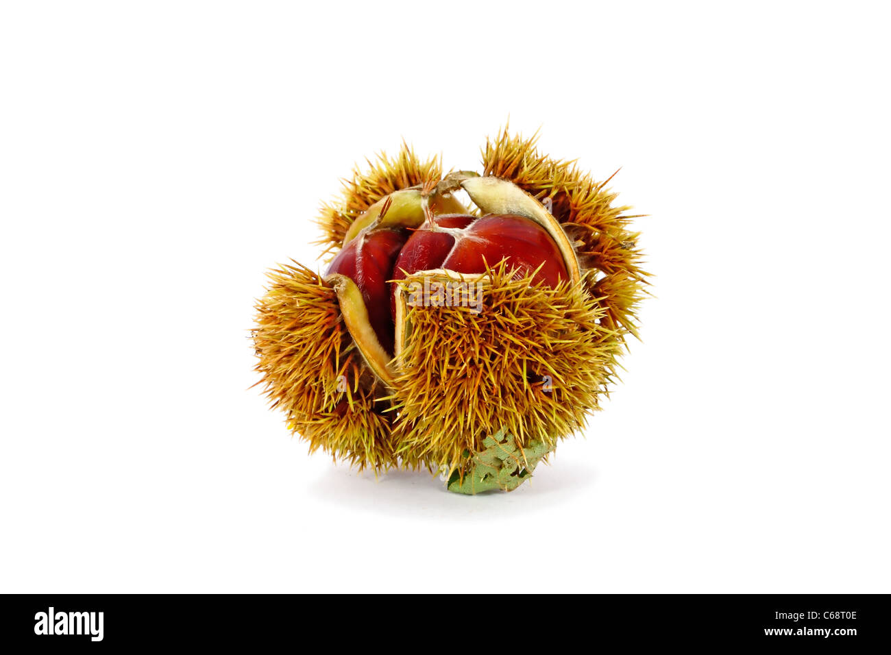 Nuts seed prickly Cut Out Stock Images & Pictures - Alamy