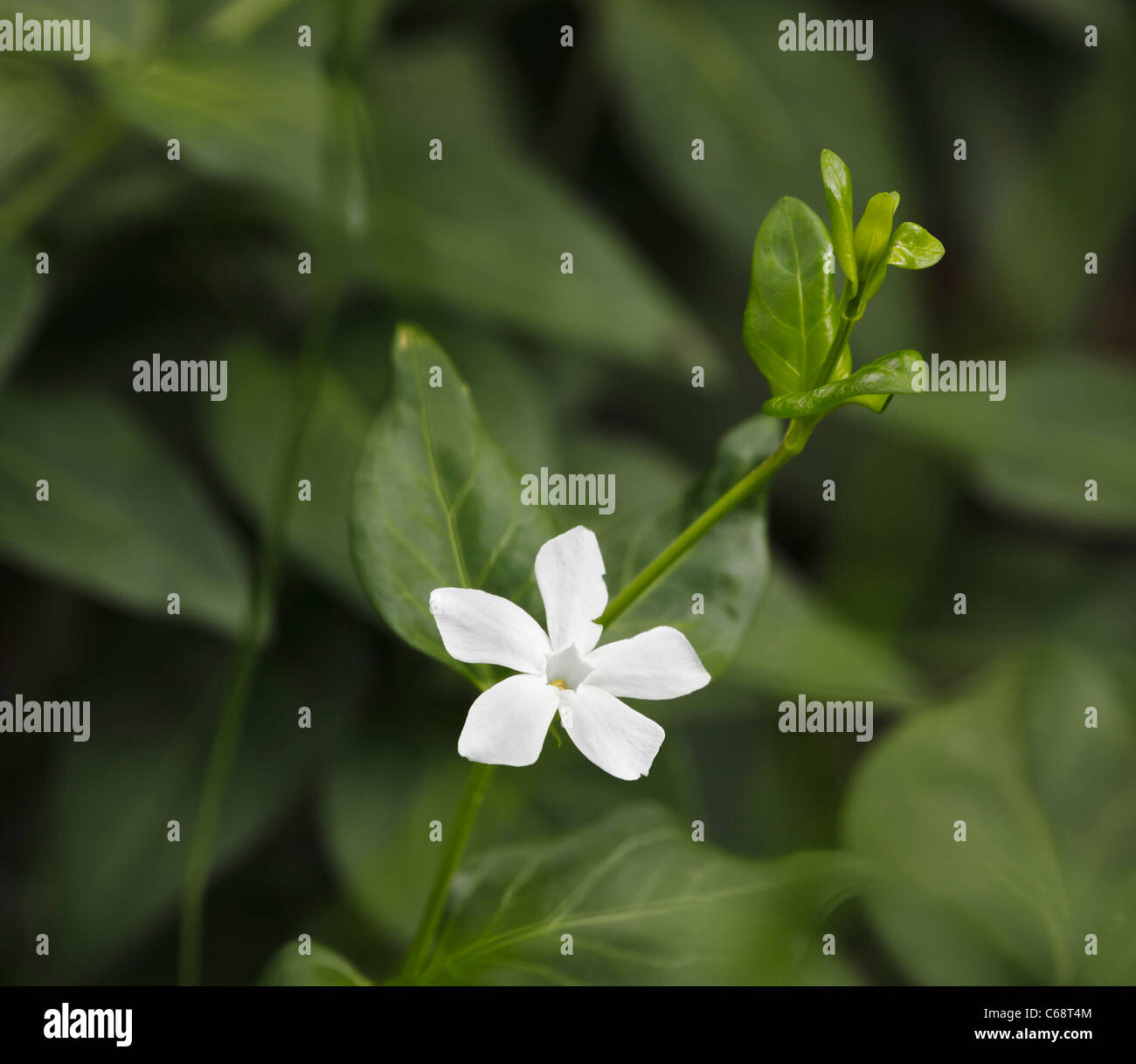 Single white wildflower amongst forest greenery Stock Photo - Alamy