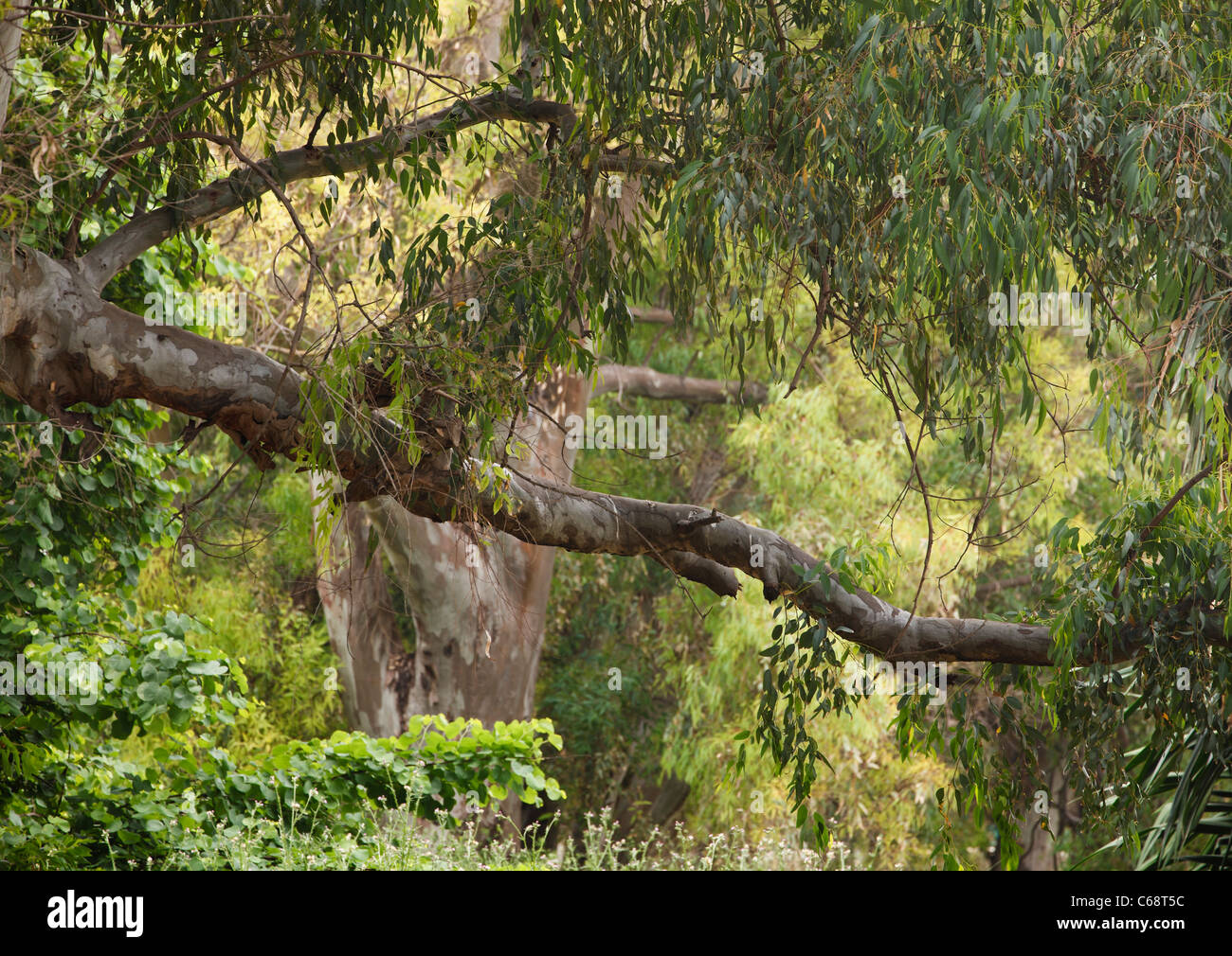 Leafy branch of big tree crossing picture with sturdy trunk of another ...