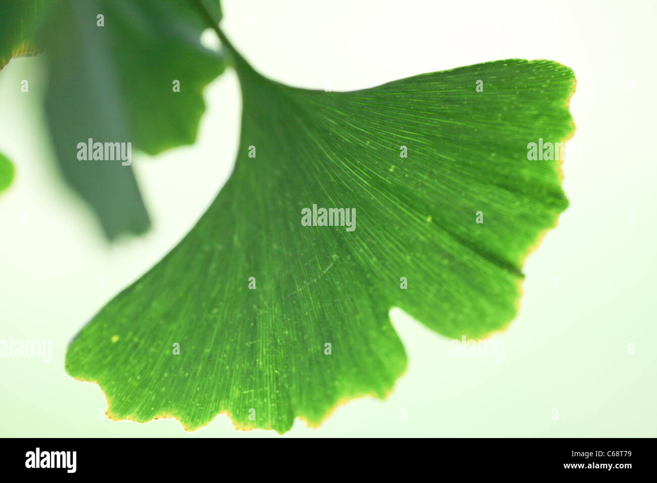 Gingko leaf hi-res stock photography and images - Alamy