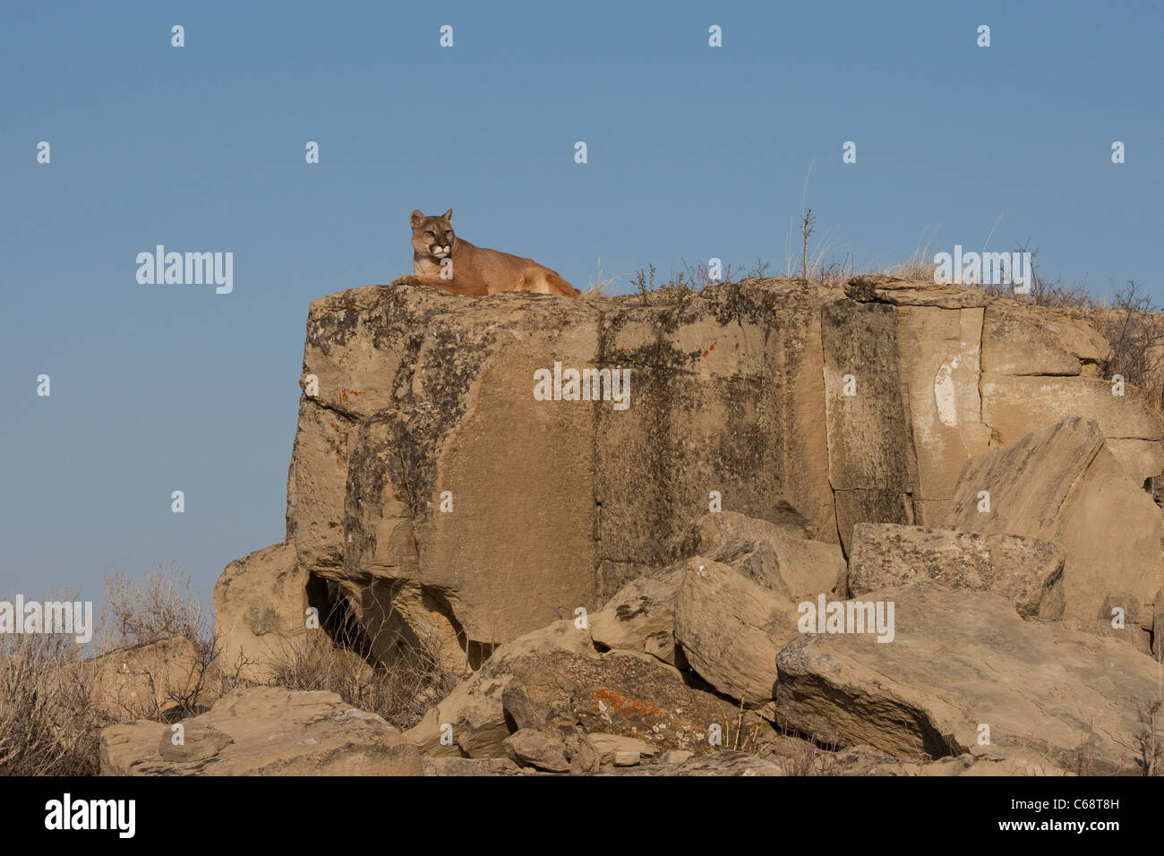 Puma concolor hi-res stock photography and images - Alamy