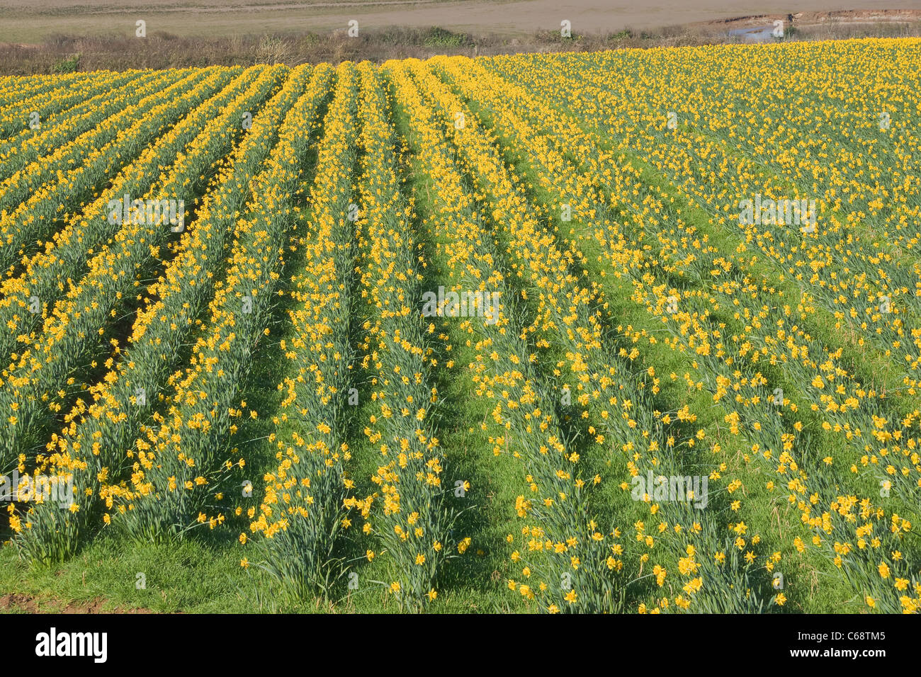 Field of daffodils Stock Photo - Alamy