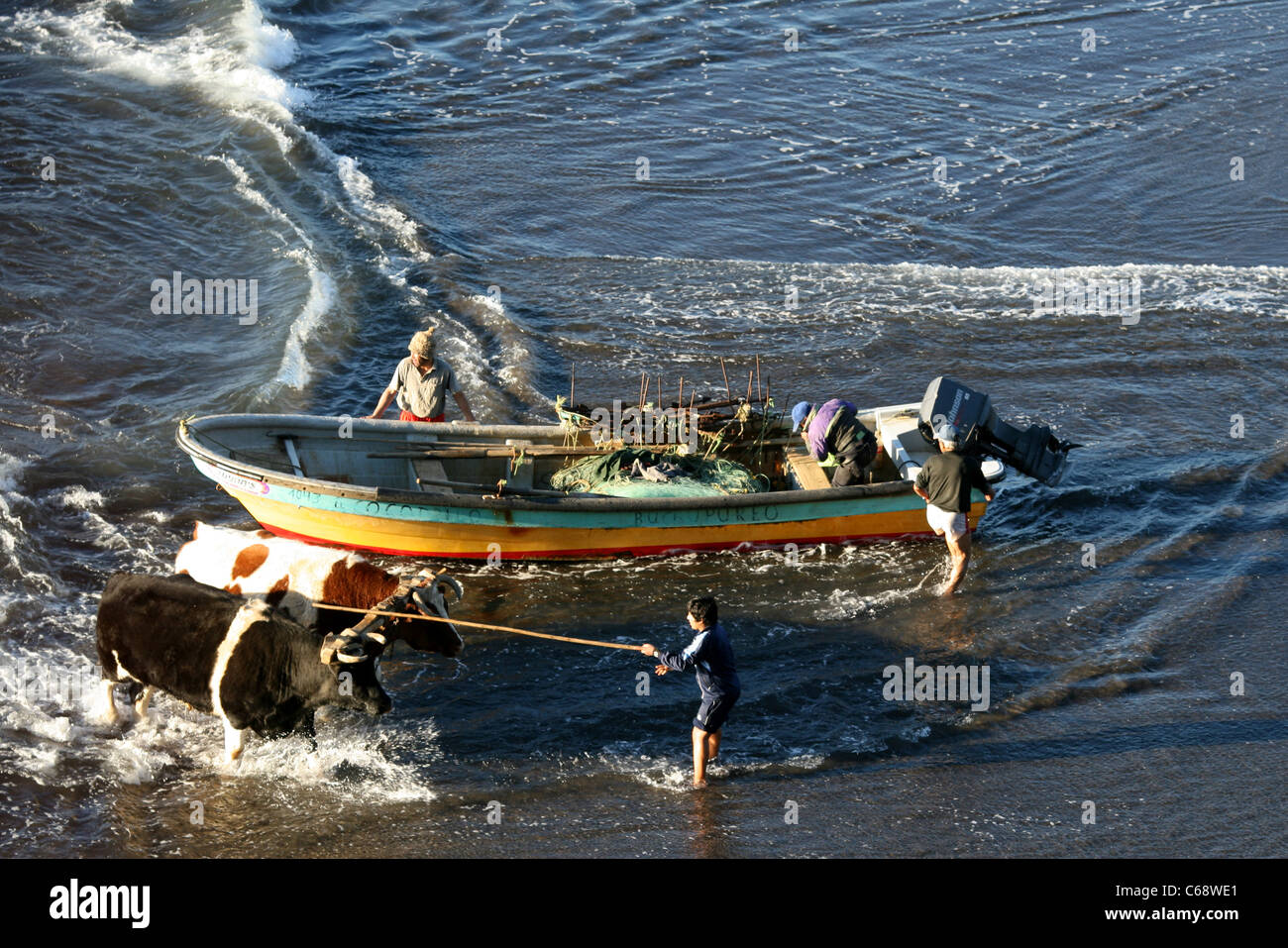 A team of steers depart after dragging a boat to the beach Stock Photo ...