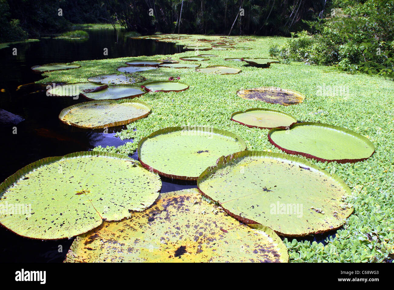 Victoria Regia plants in the Amazon rain forest, Loreto, Peru, South ...