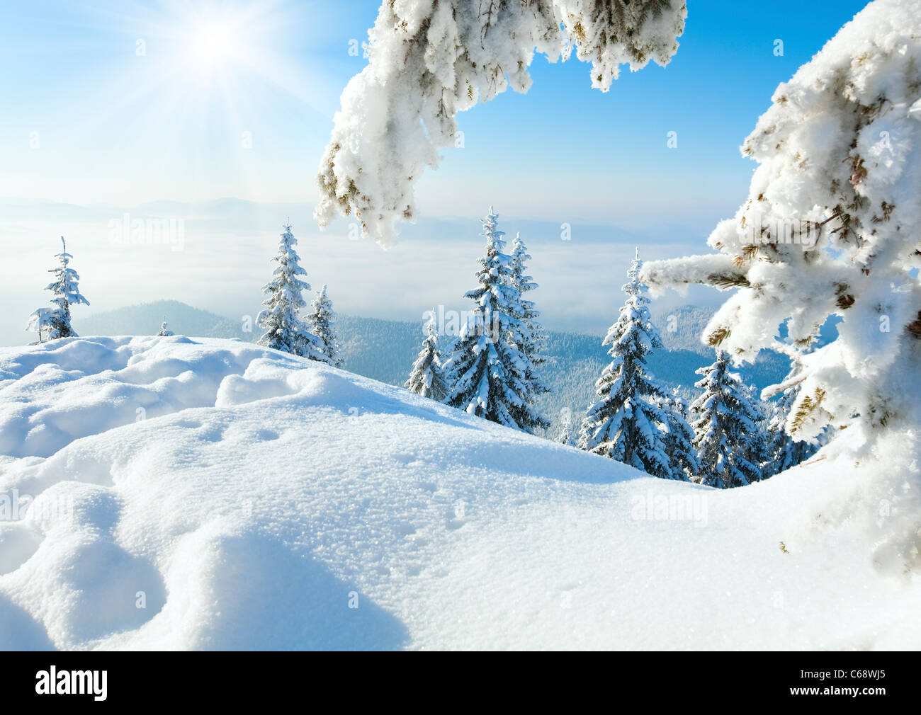 Winter rime and snow covered fir trees on mountainside Stock Photo - Alamy