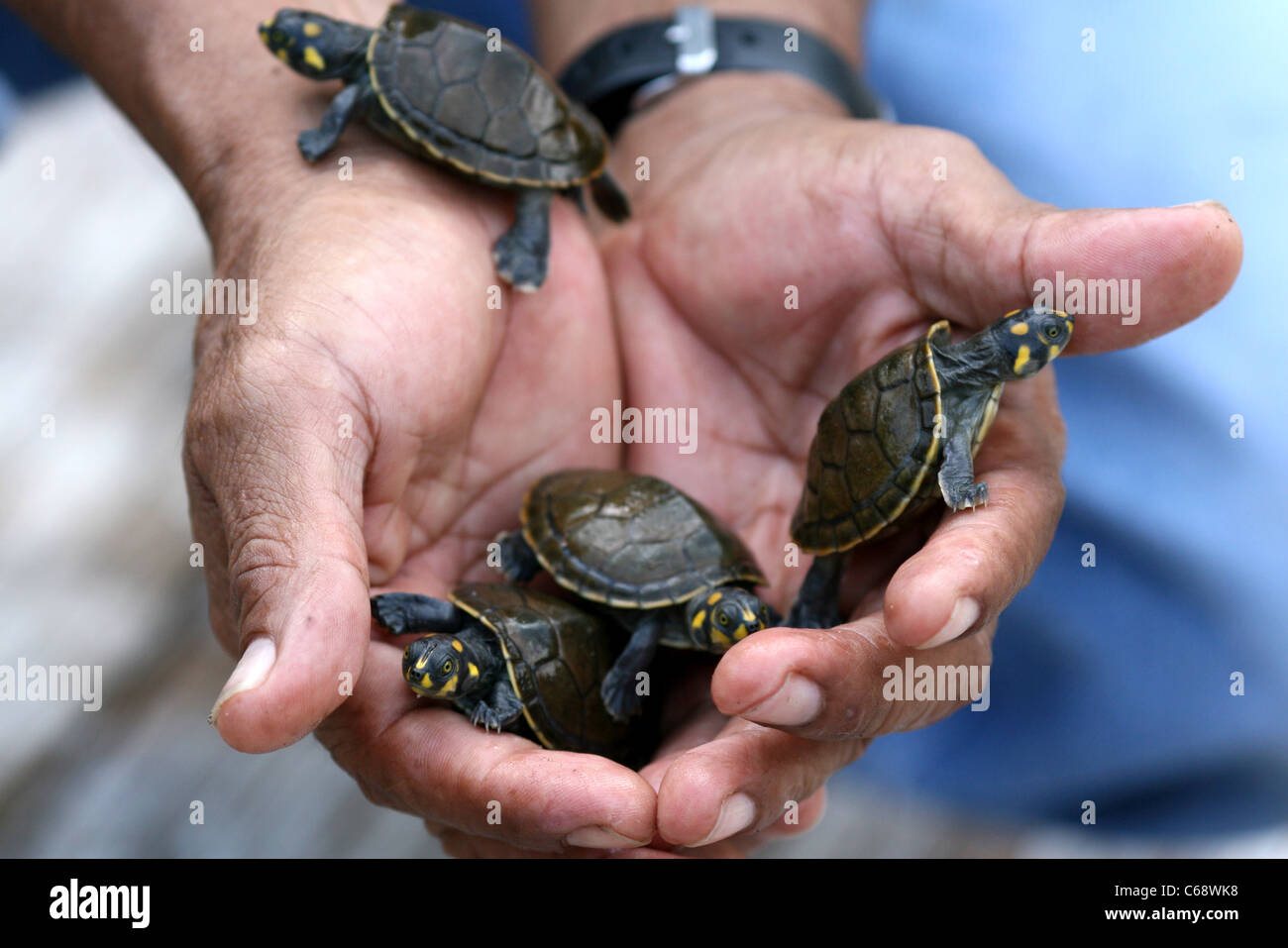 Man holding baby Yellow Spotted Amazon River Turtles (Podocnemis ...