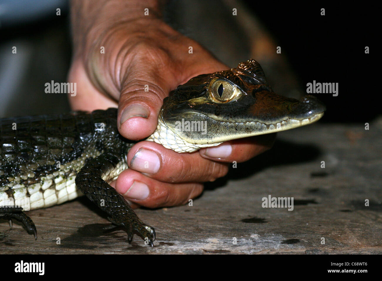 Guide holds a juvenile Black caiman (Melanosuchus niger), Loreto, Peru ...