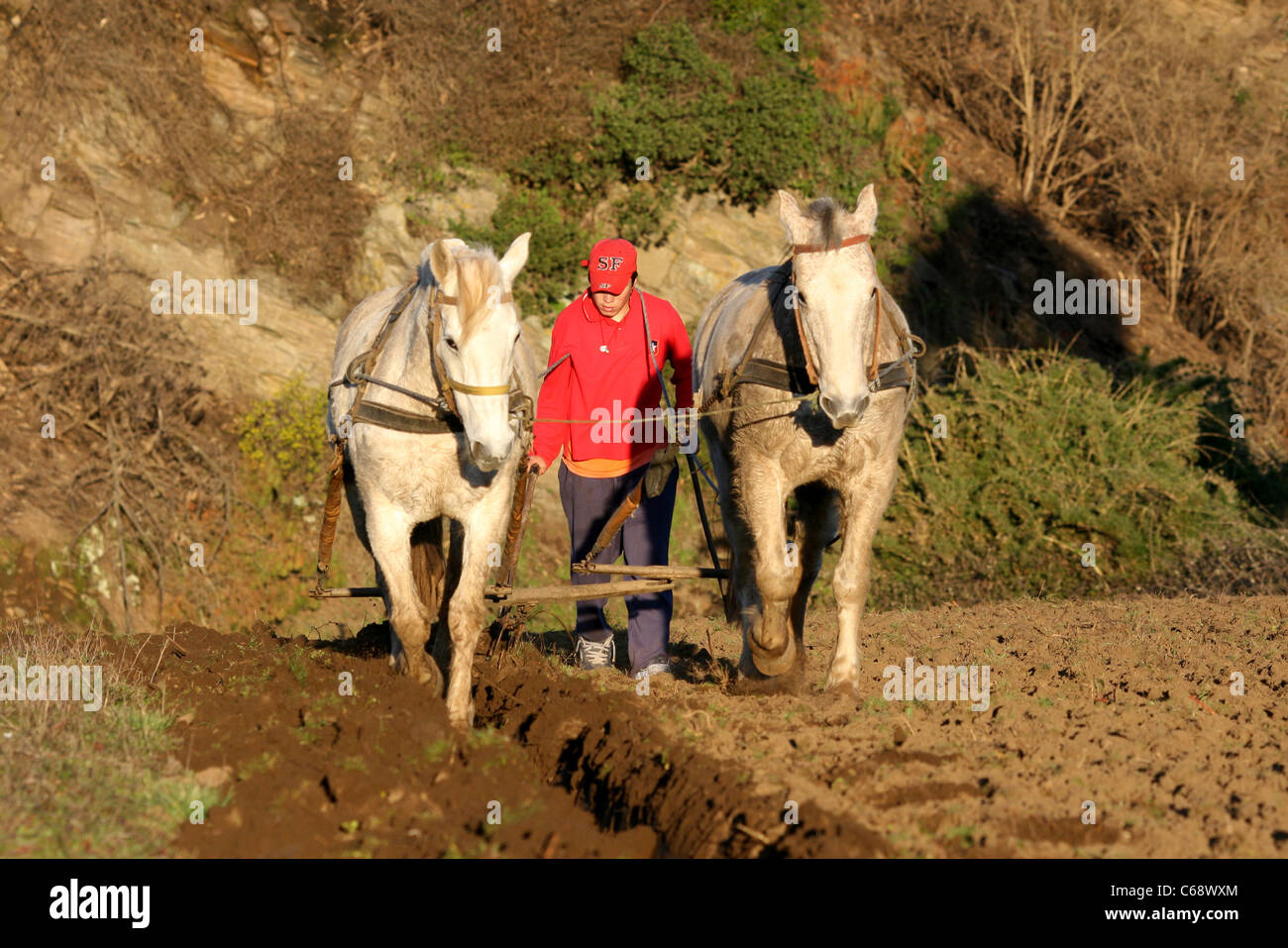 Horses ploughing south america hi-res stock photography and images - Alamy