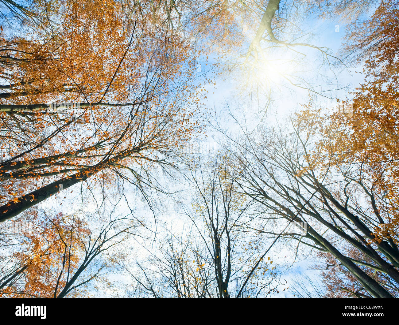 Sky with clouds and sunshine through the autumn tree branches (from ...