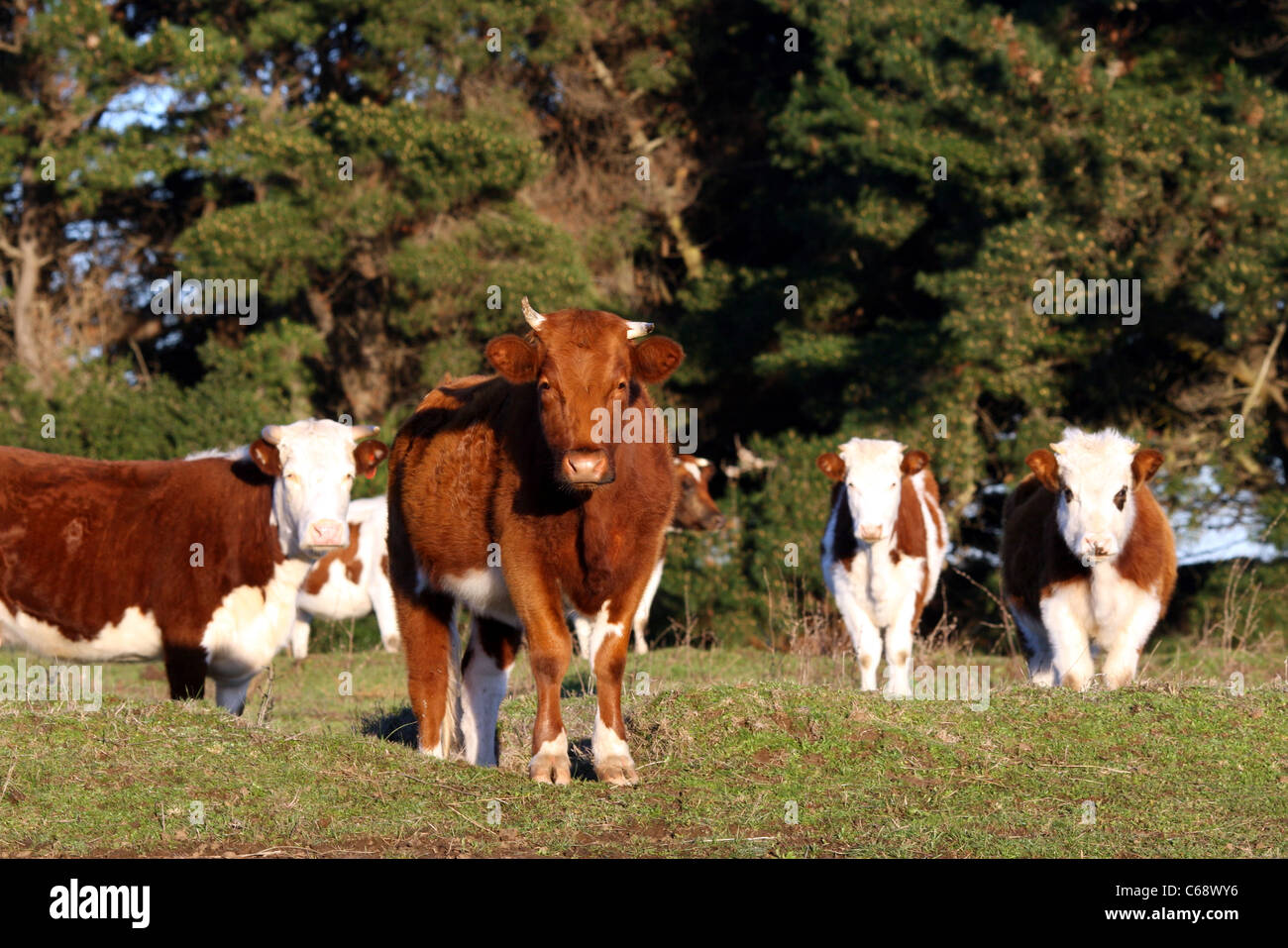 Fattening bulls hi-res stock photography and images - Alamy