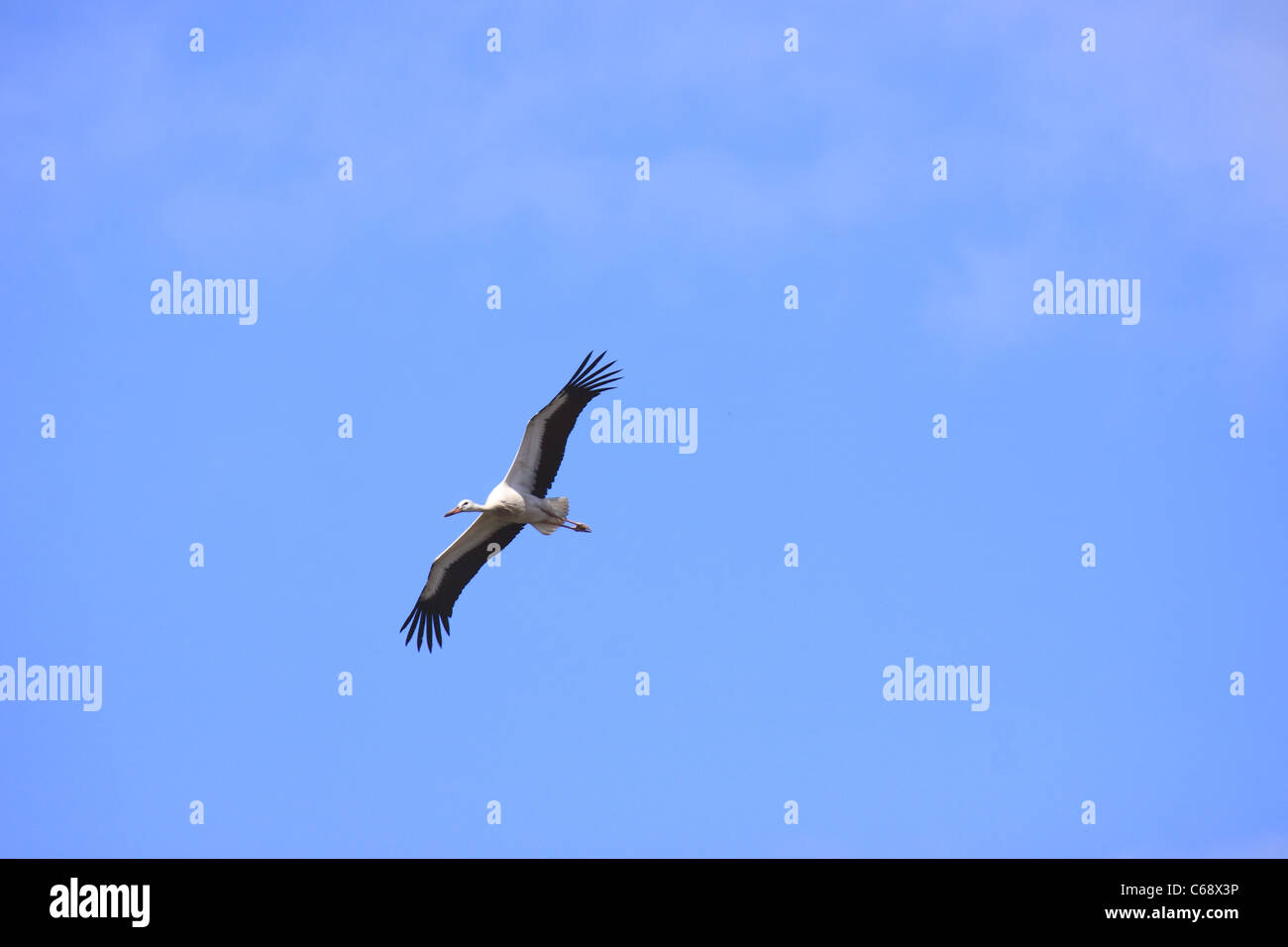 large stork flying in a blue sky Stock Photo - Alamy