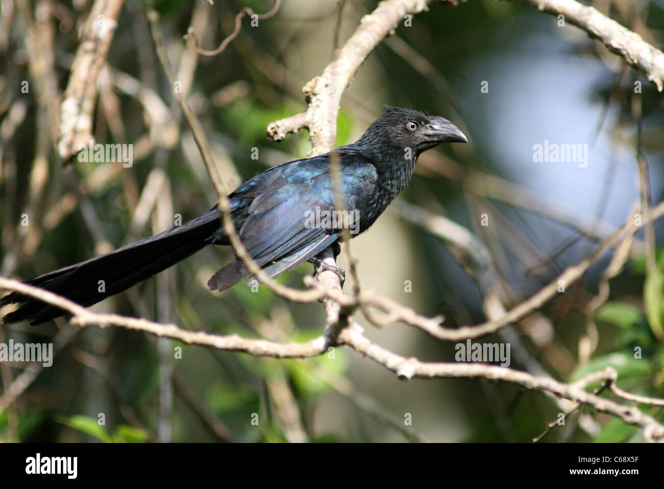 Vacamuchacho or ani (Crotophaga Ani) on Rio Samiria inthe Amazon rain ...