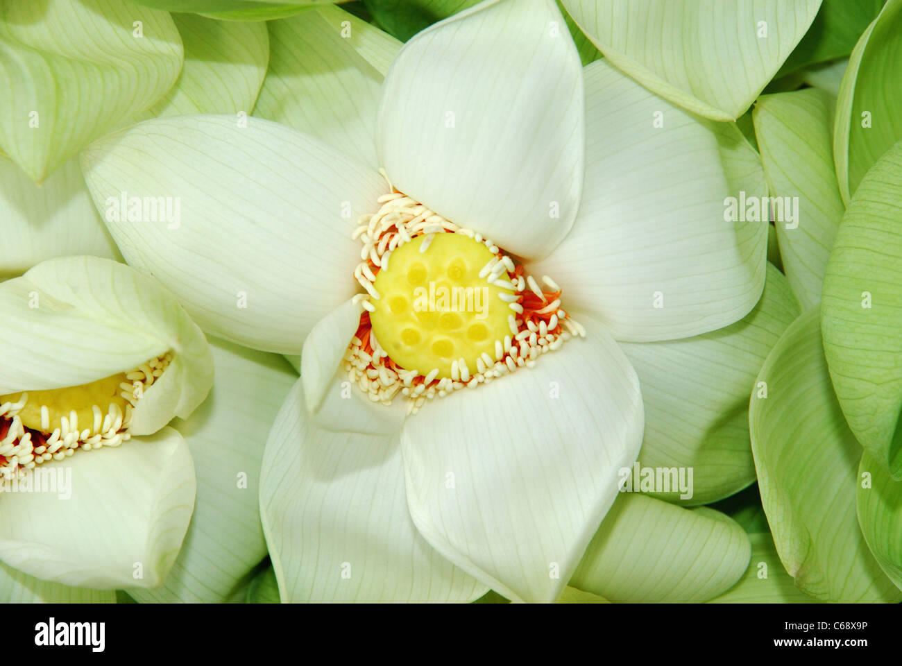 Padma flower hi-res stock photography and images - Alamy