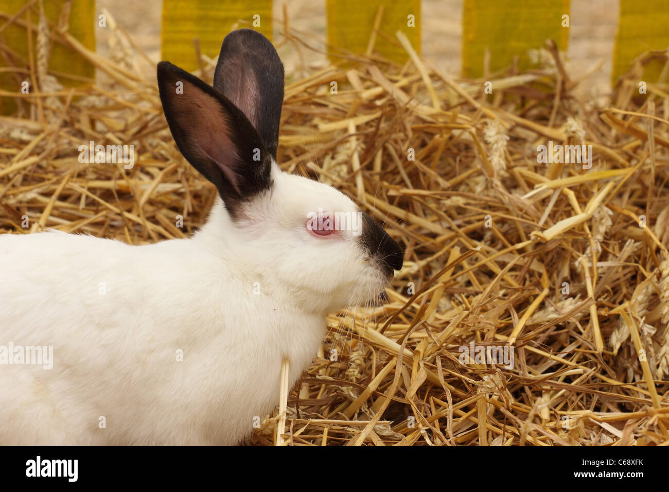 close-up of a white rabbit farm in the straw Stock Photo - Alamy