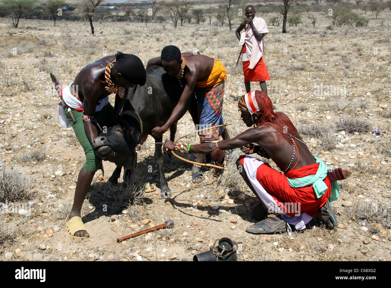 Maasai tribe cattle hi-res stock photography and images - Alamy