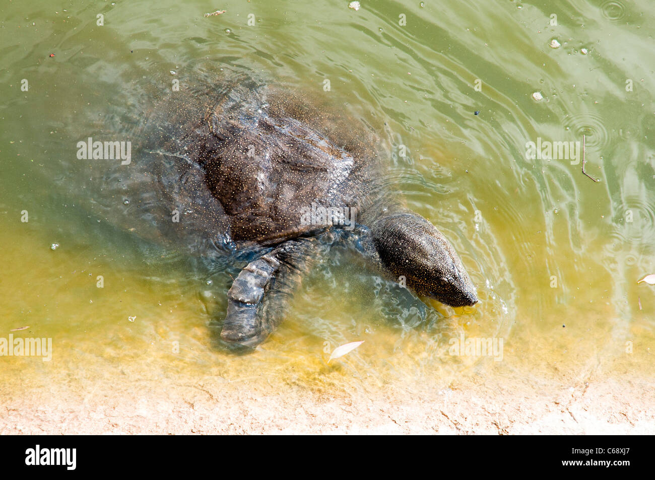 African softshell turtle (Trionyx triunguis Stock Photo - Alamy