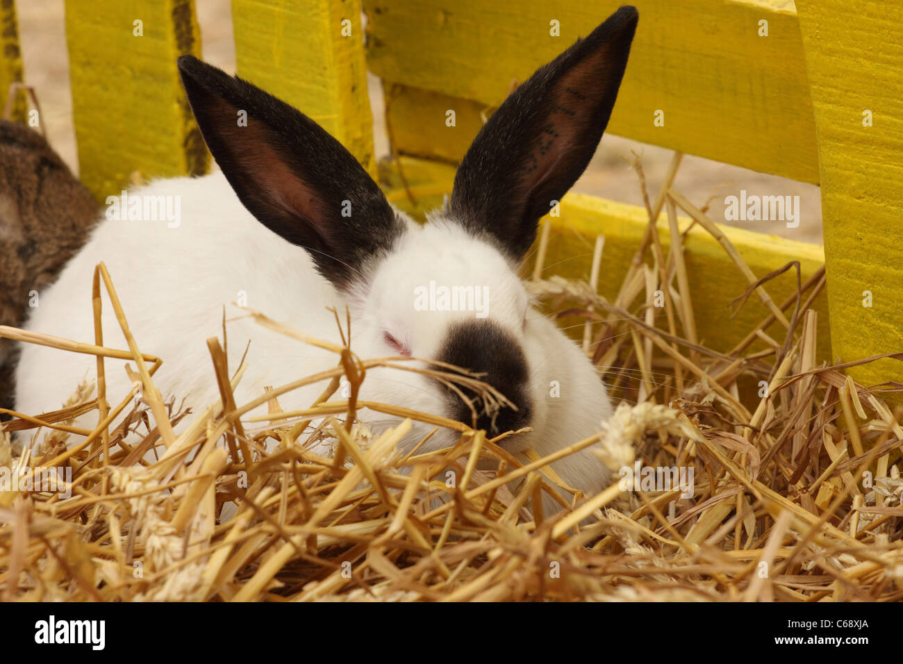 close-up of a white rabbit farm in the straw Stock Photo - Alamy