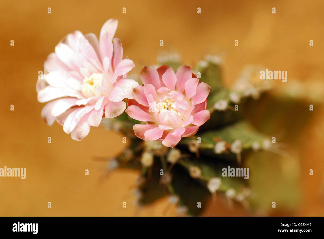 India cactus hi-res stock photography and images - Alamy
