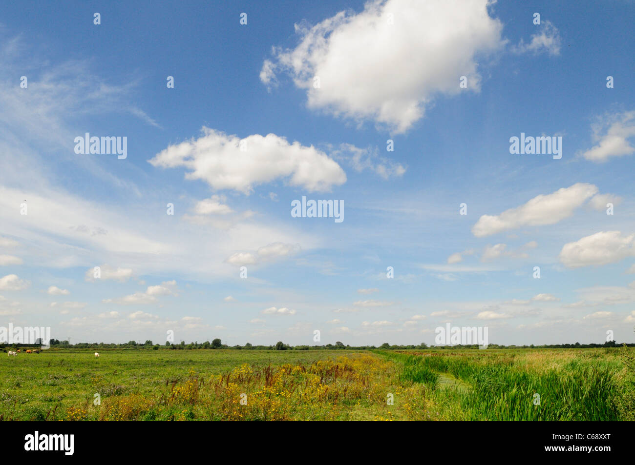 Welney WWT Nature Reserve in August, Ouse Washes, Norfolk, England, UK ...
