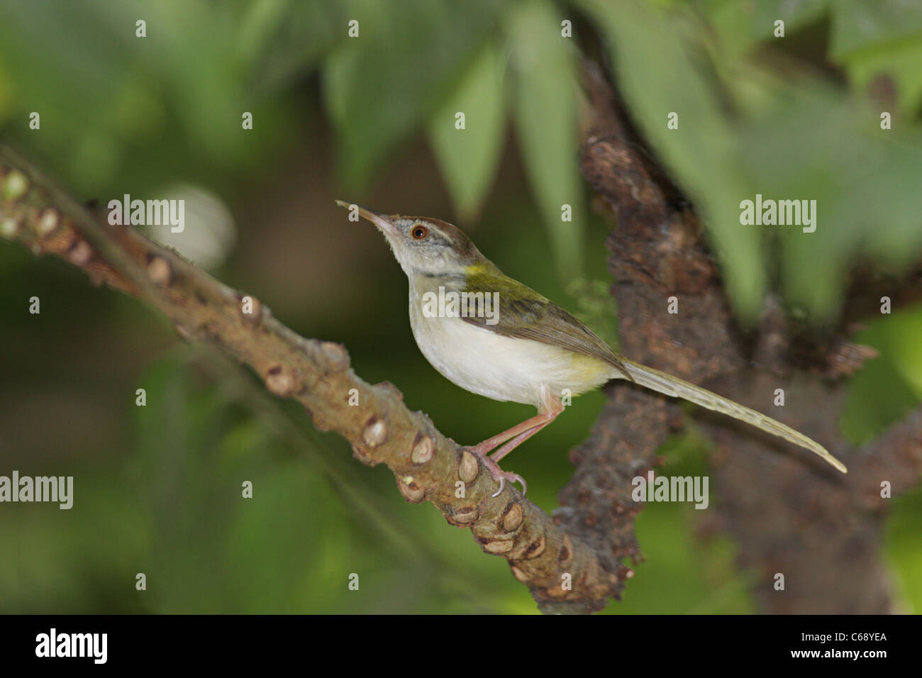 Common Tailorbird (Orthotomus sutorius) At, Pune, Maharashtra Stock Photo - Alamy