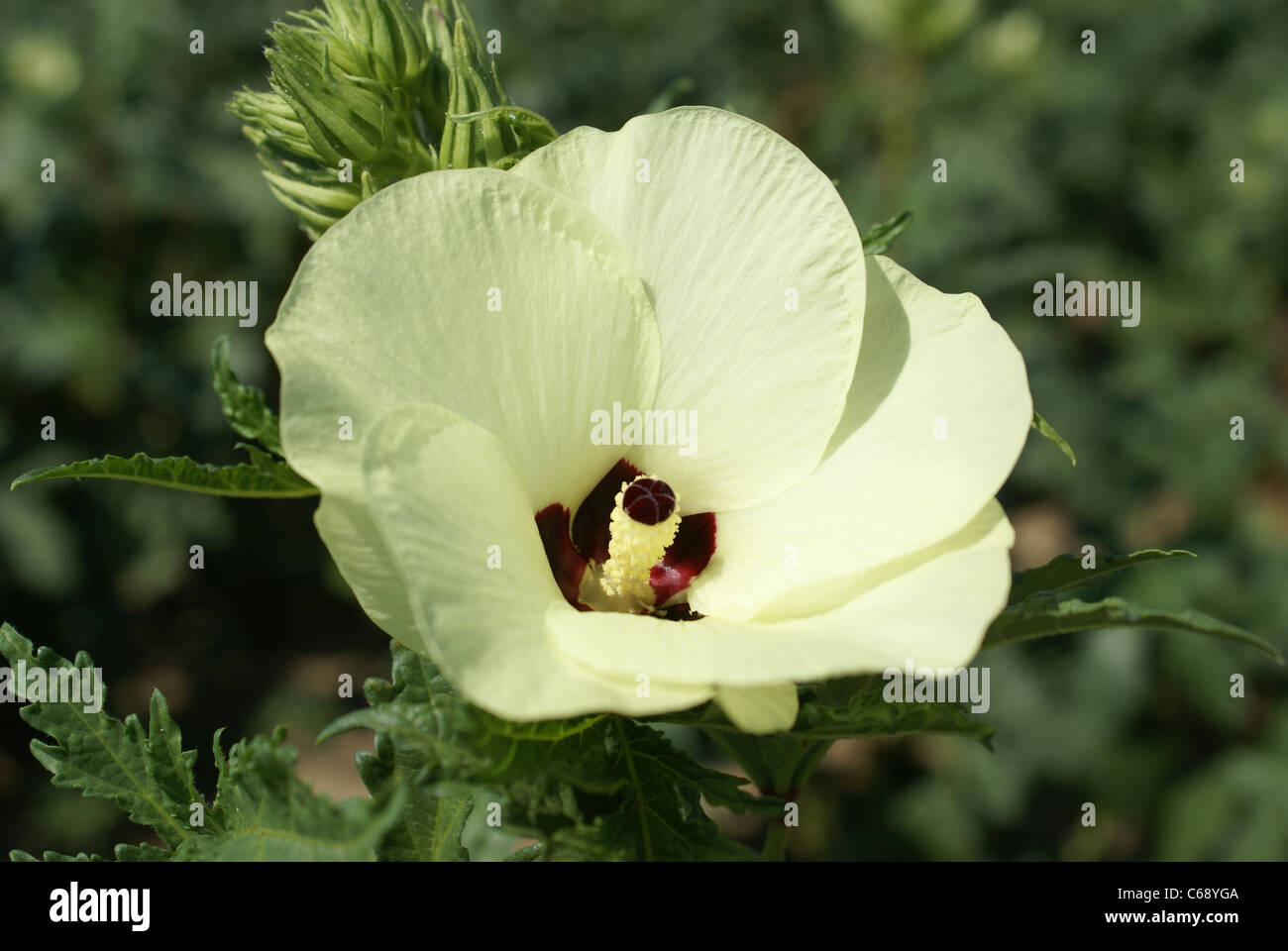Okra plant flowering Stock Photo - Alamy
