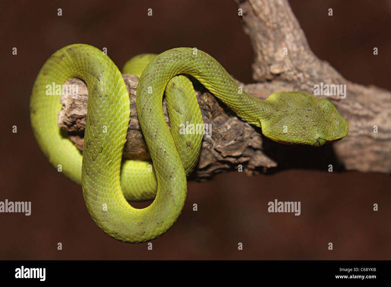 Juvenile bamboo pit viper hi-res stock photography and images - Alamy