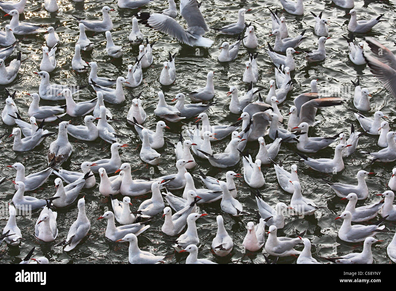 Large flock of Gulls At, Lakhota lake, Jamnagar, Gujarat Stock Photo ...