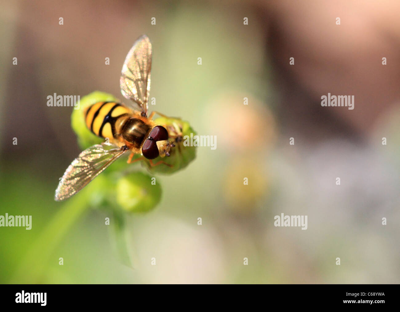 Hoverfly, Worcestershire, England, Europe Stock Photo - Alamy