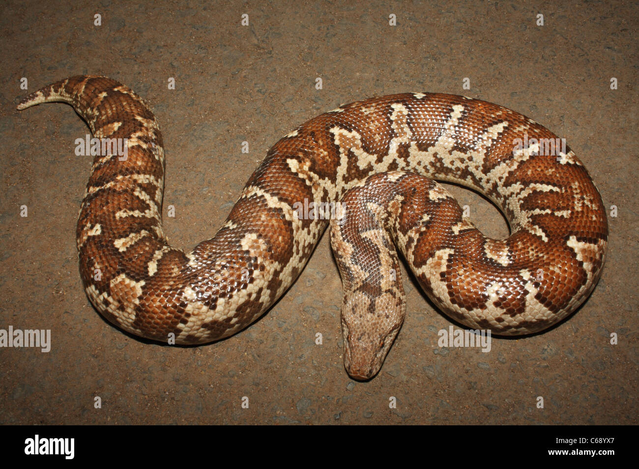 COMMON SAND BOA. Gongylophis conicus non venomous, common Stock Photo ...
