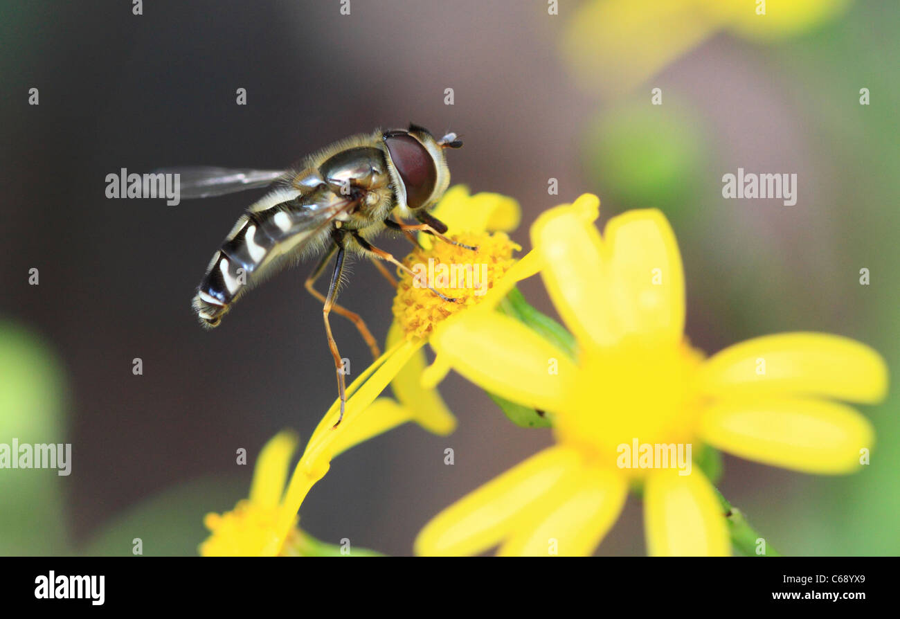 Hoverfly, Worcestershire, England, Europe Stock Photo - Alamy