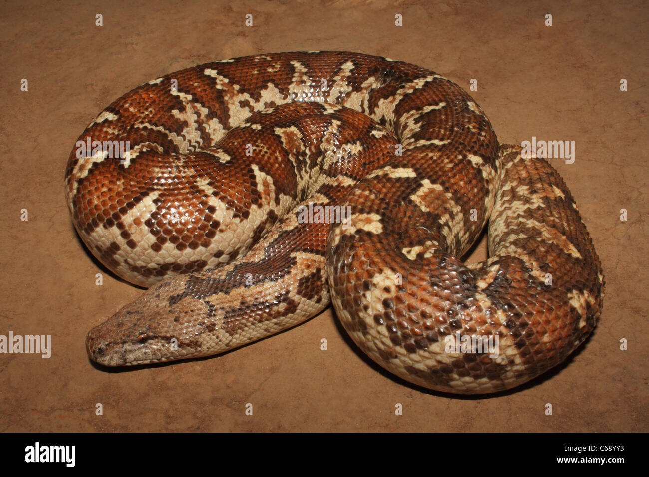 COMMON SAND BOA. Gongylophis conicus. non venomous, common Stock Photo ...