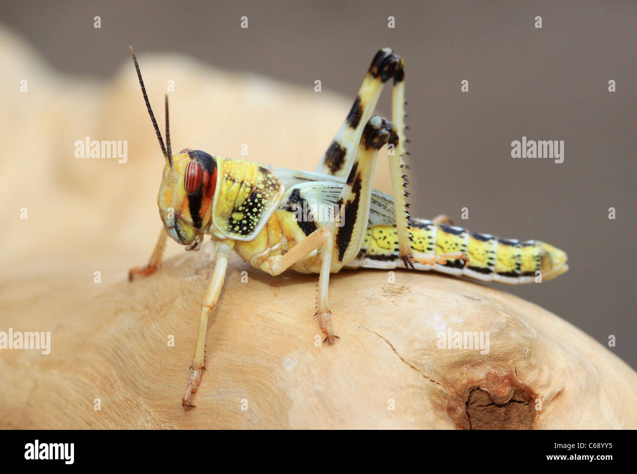 Desert locust hopper hi-res stock photography and images - Alamy