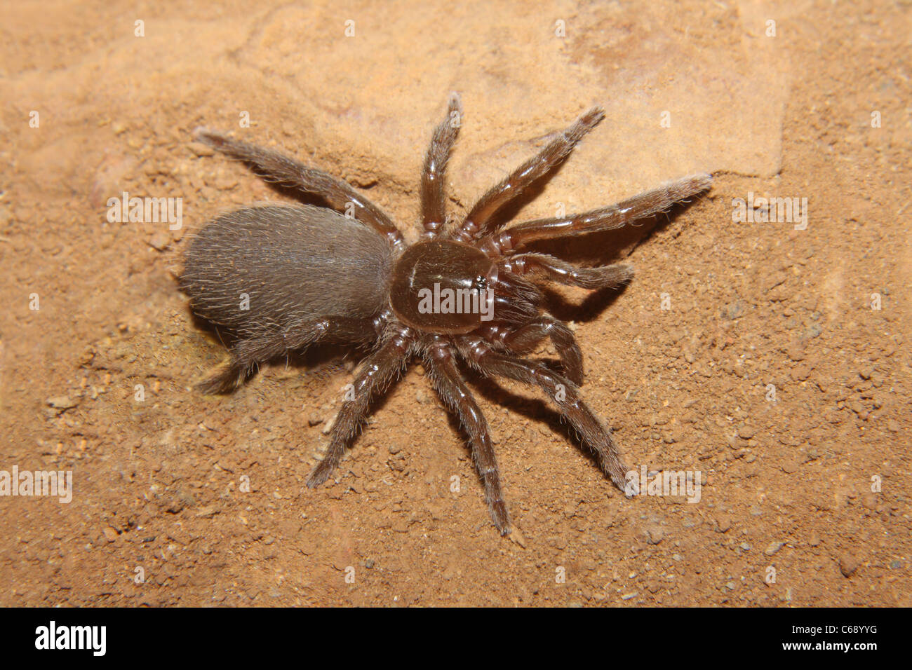 Family theridiidae hi-res stock photography and images - Alamy
