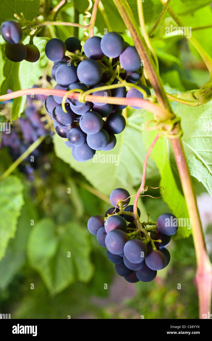 Vitis Labrusca High Resolution Stock Photography and Images - Alamy
