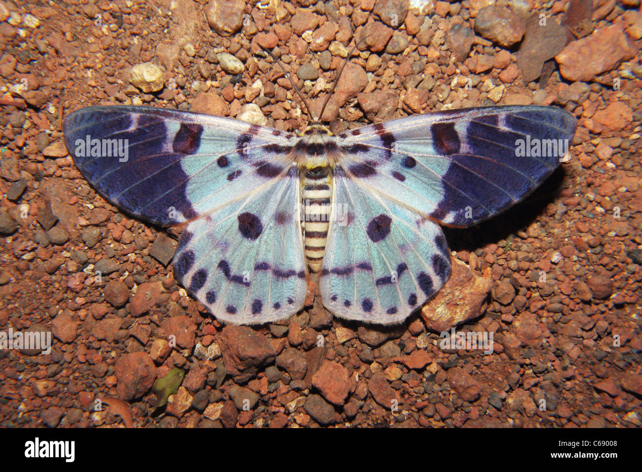 Flying moth hi-res stock photography and images - Alamy